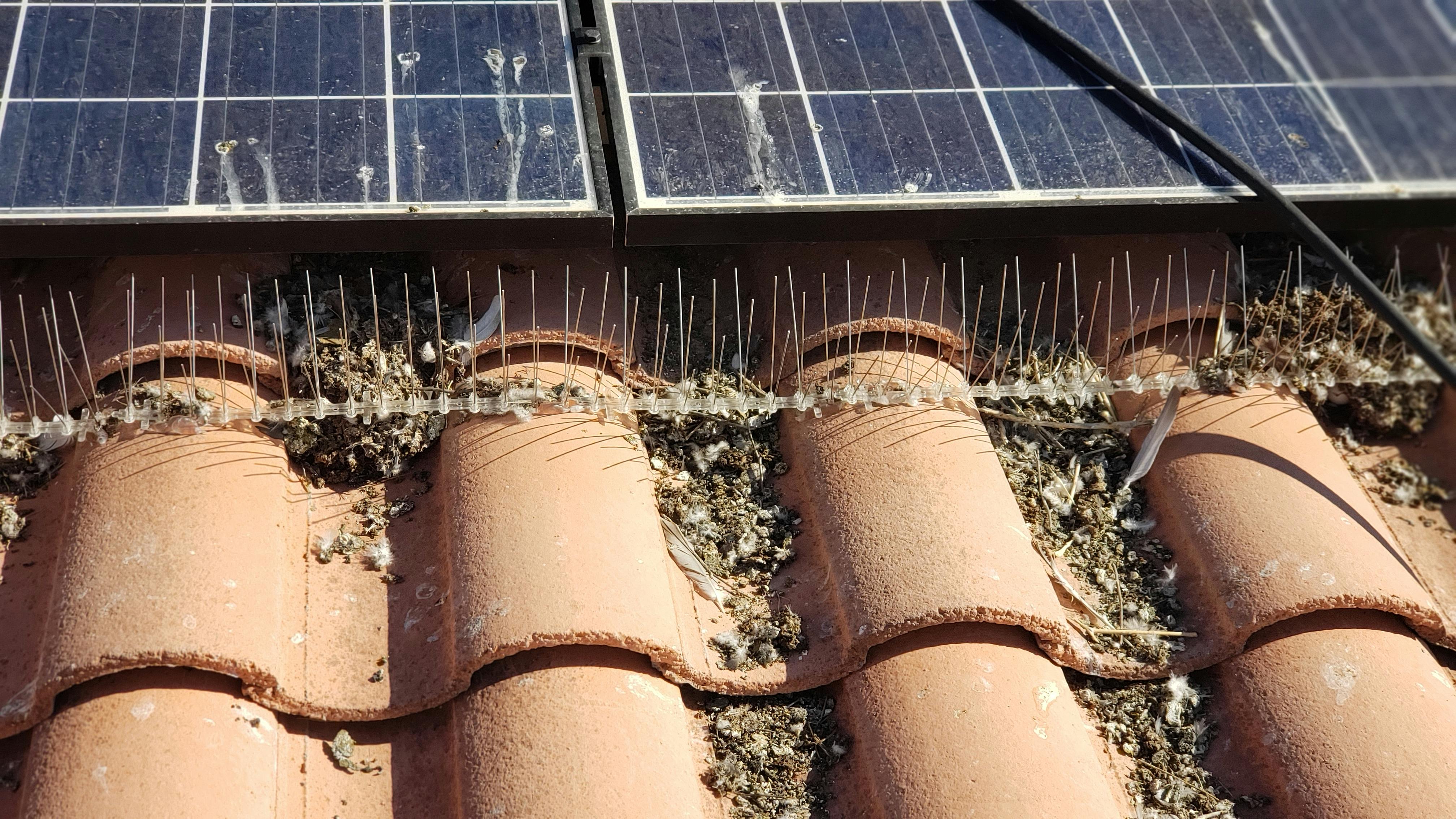 Pigeon Control Phoenix Az | Expert Pigeon Removal Service