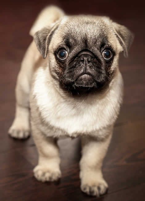 Little Neck Veterinary Clinic & Flushing Animal Health Services Located ...